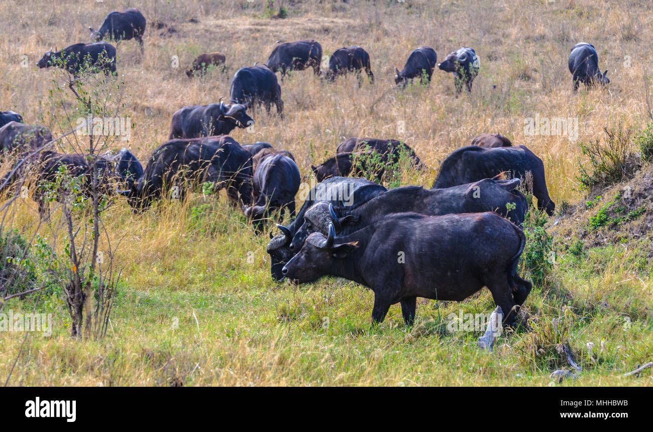 African bufallo hi-res stock photography and images - Alamy