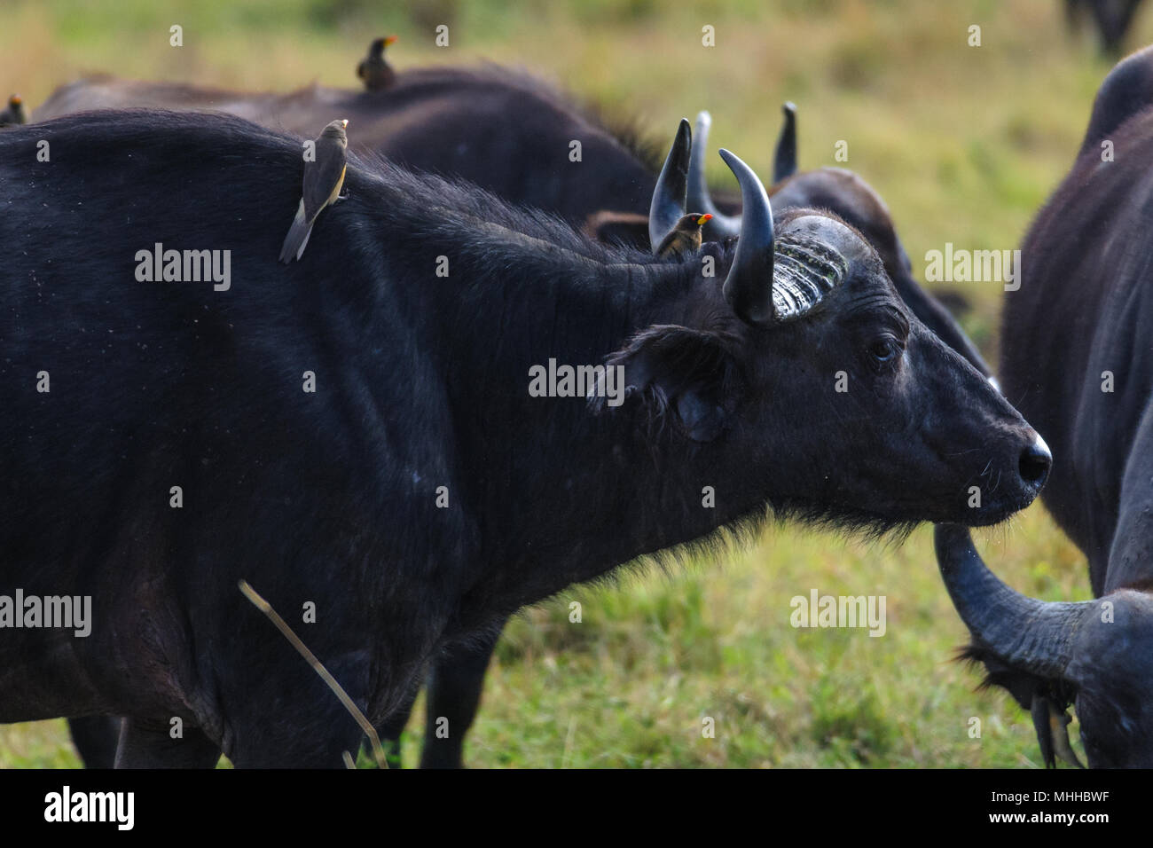Close view of a buffalo Stock Photo - Alamy