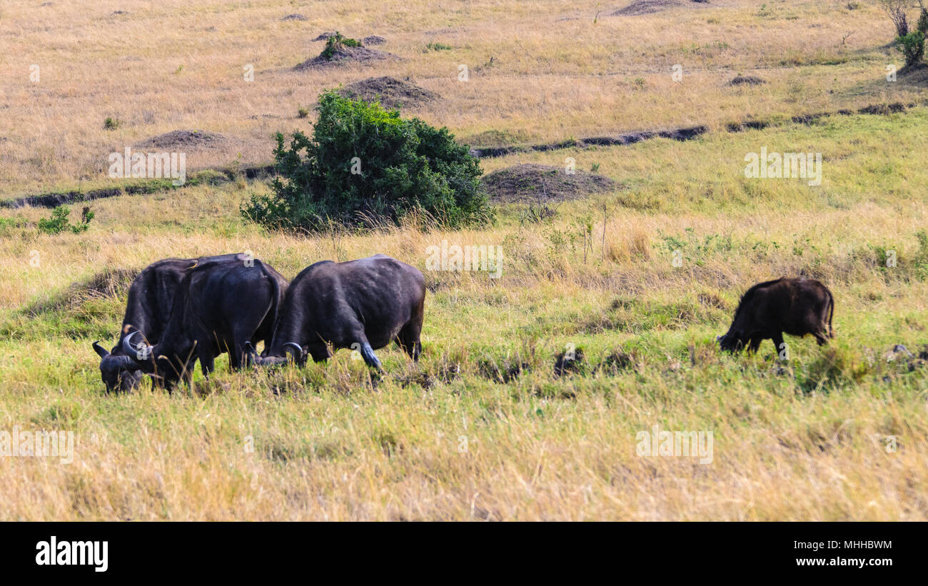 Buffalo flockin Kenya, Africa Stock Photo - Alamy