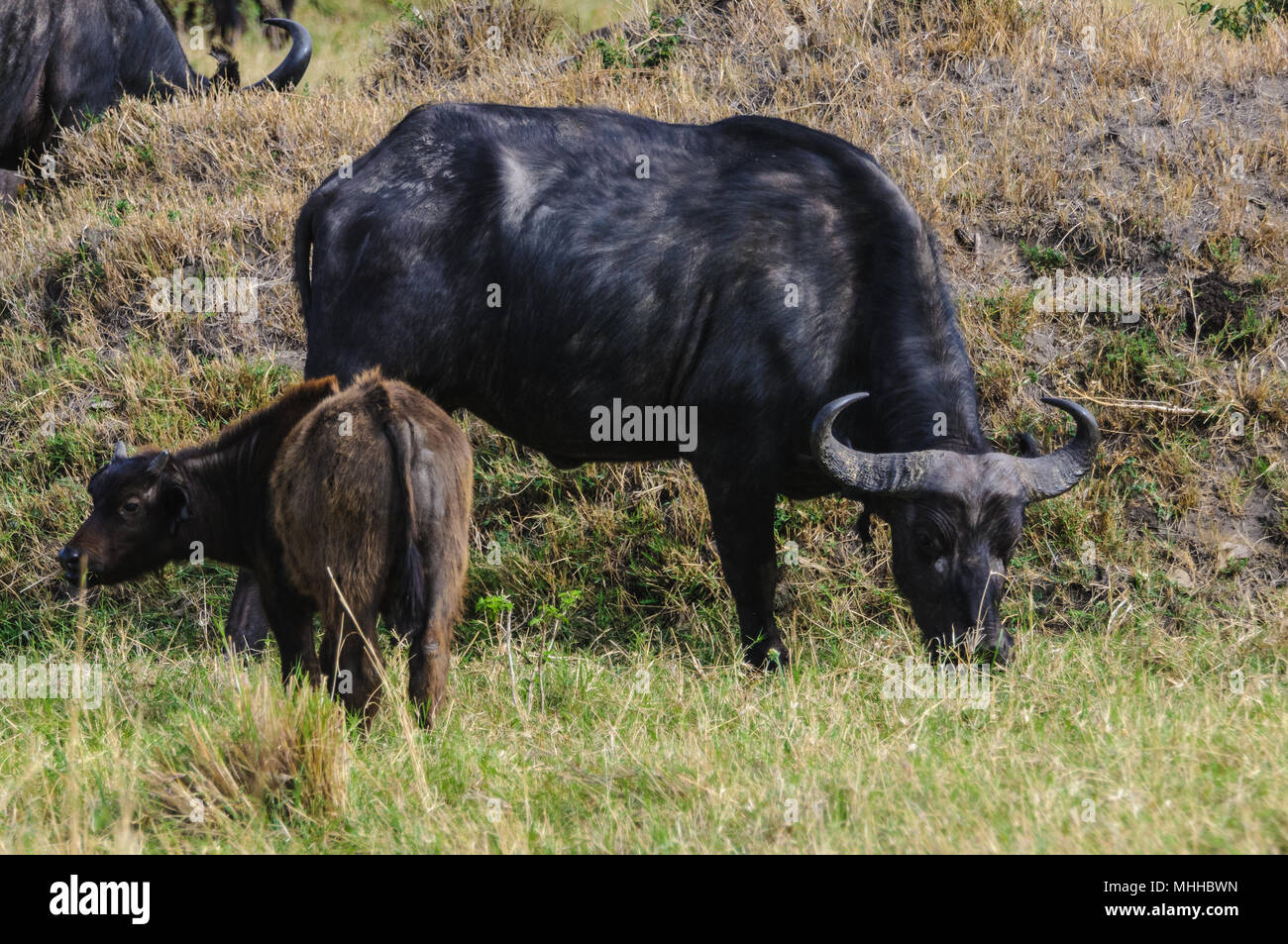 Buffalo and its cub Stock Photo - Alamy