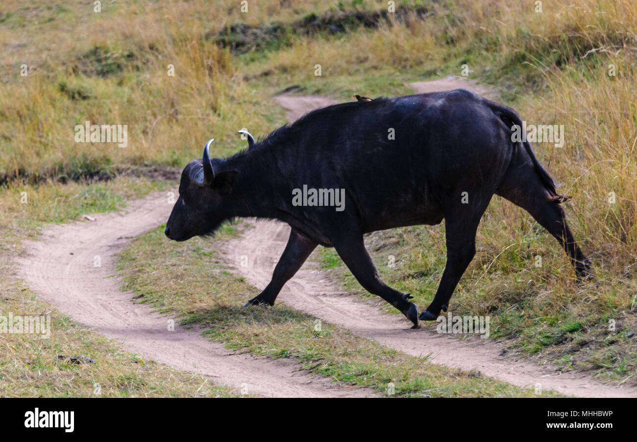 Buffalo crosses the road Stock Photo - Alamy