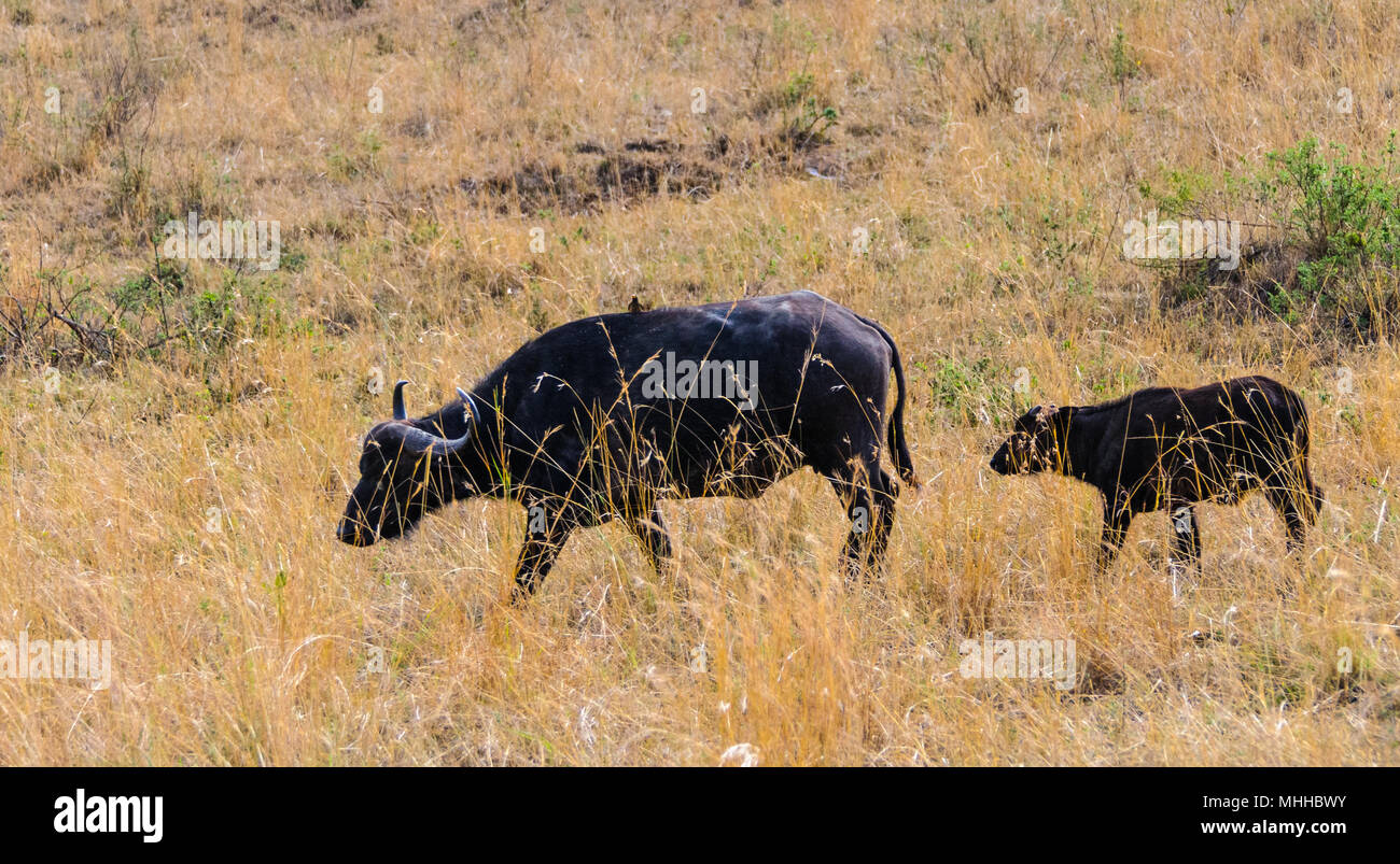 Buffalo mother and it's kid Stock Photo - Alamy