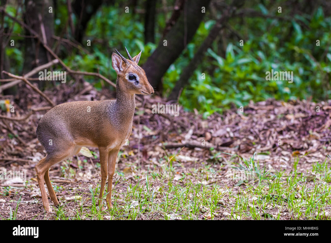 Little deer in Kenya, Africa Stock Photo - Alamy