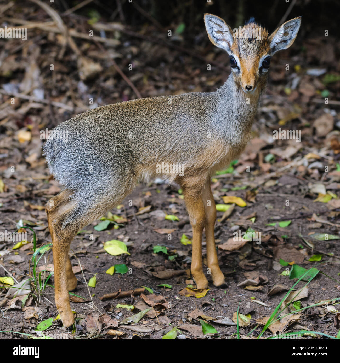 Little deer in Kenya, Africa Stock Photo - Alamy