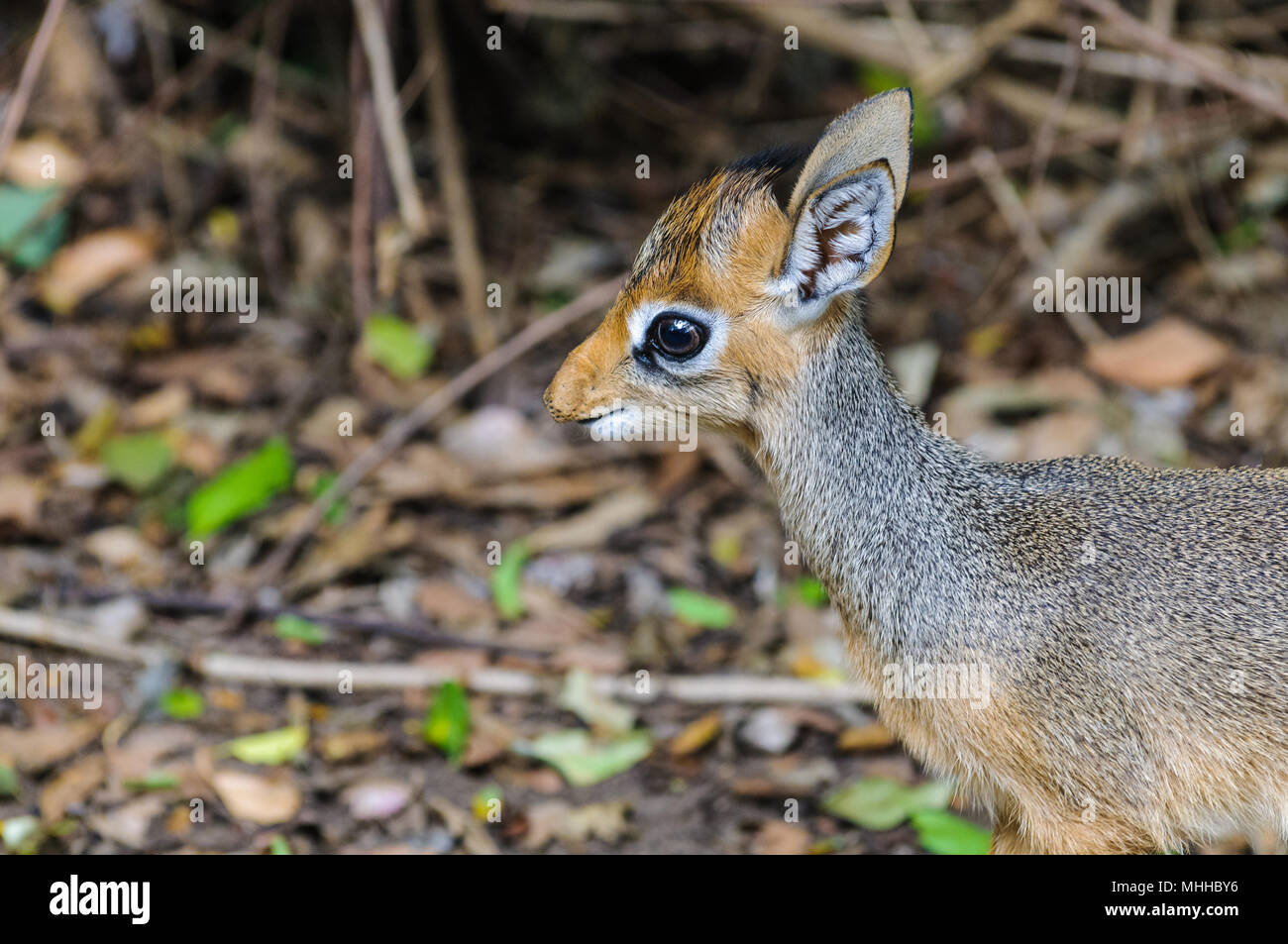 Baby deer portrait Stock Photo - Alamy