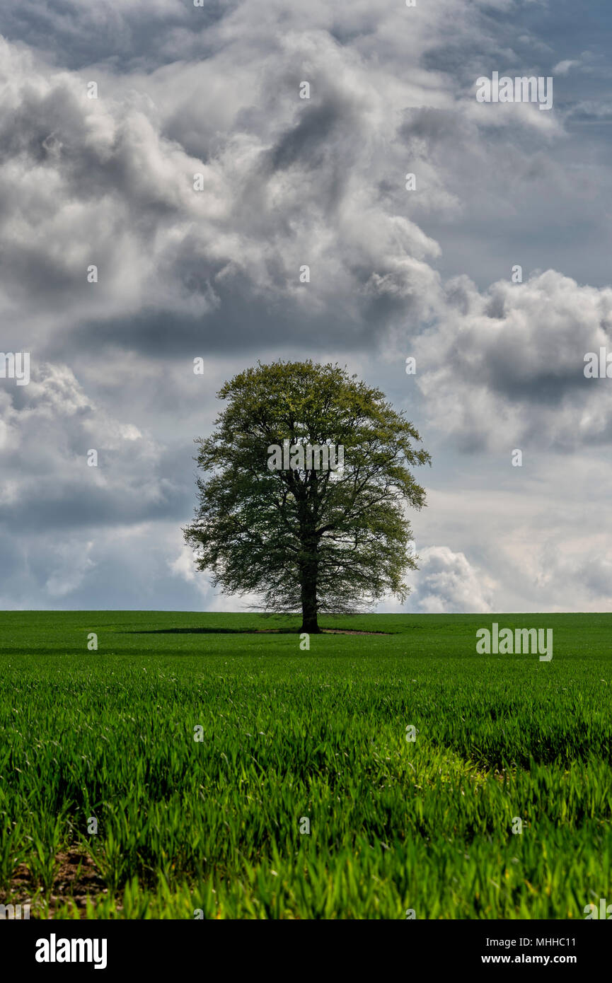 Tree cloudscape hi-res stock photography and images - Alamy