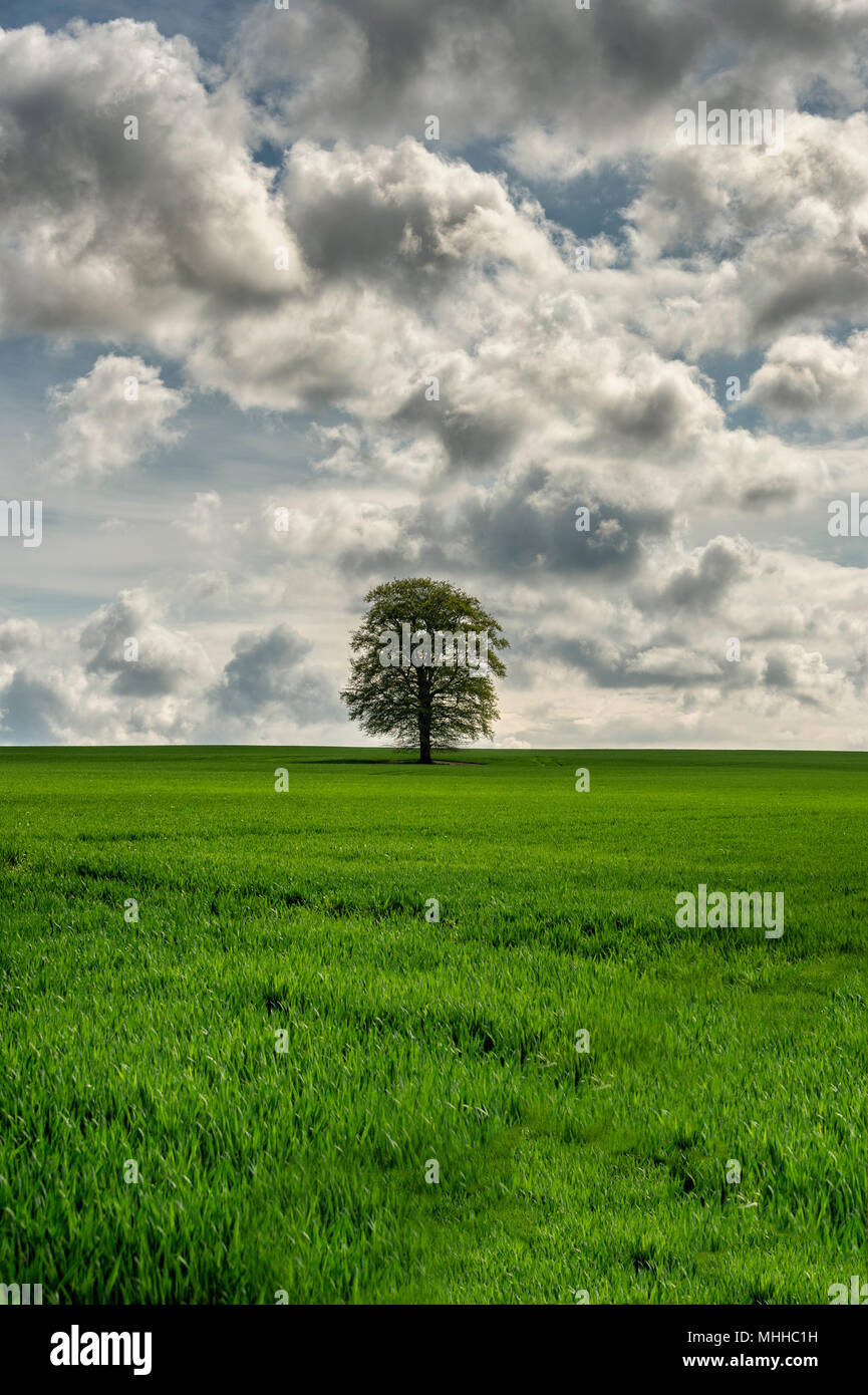 tree on a hill with dramatic sky Stock Photo - Alamy
