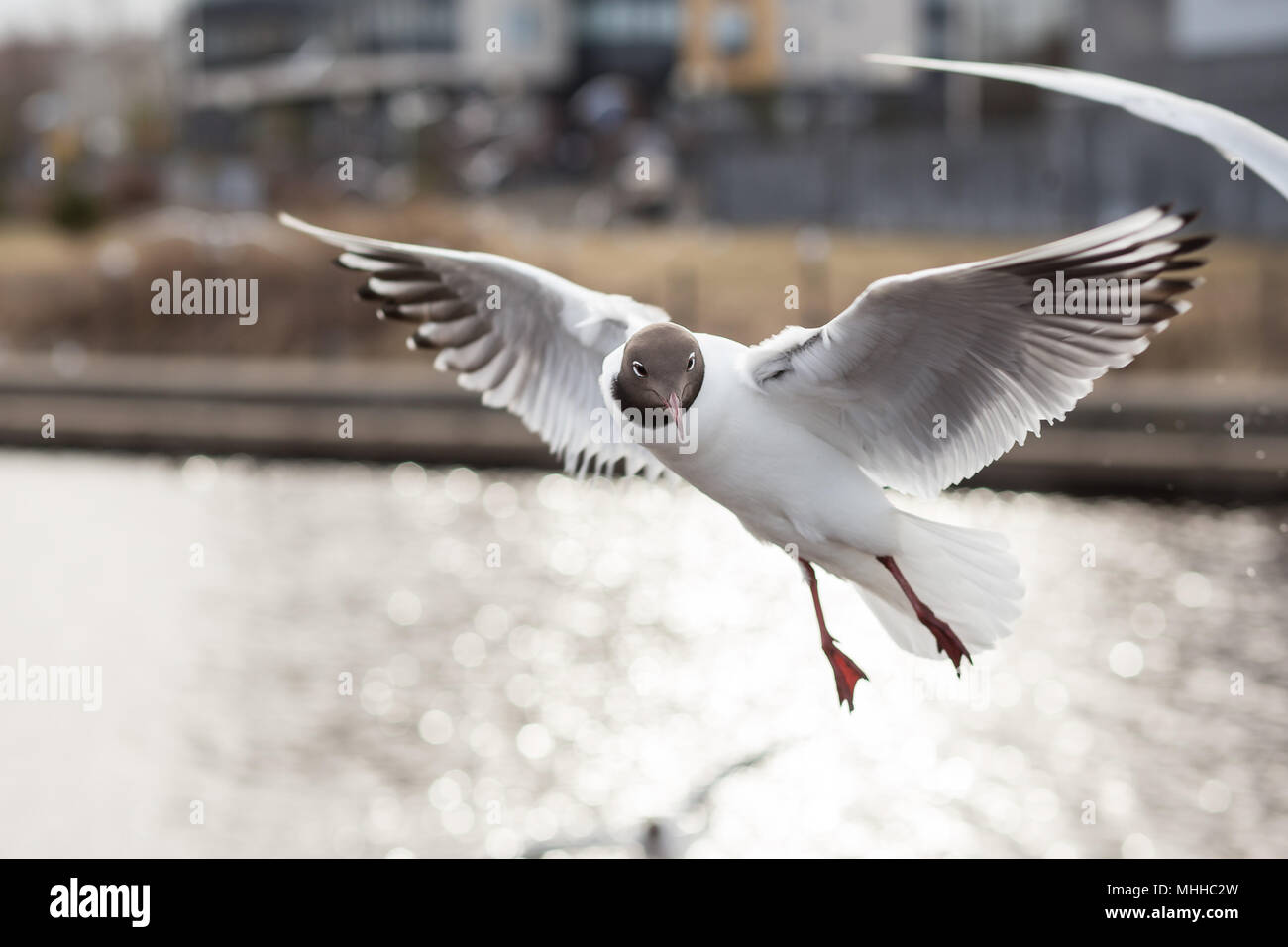 Funny sea gull hi-res stock photography and images - Alamy