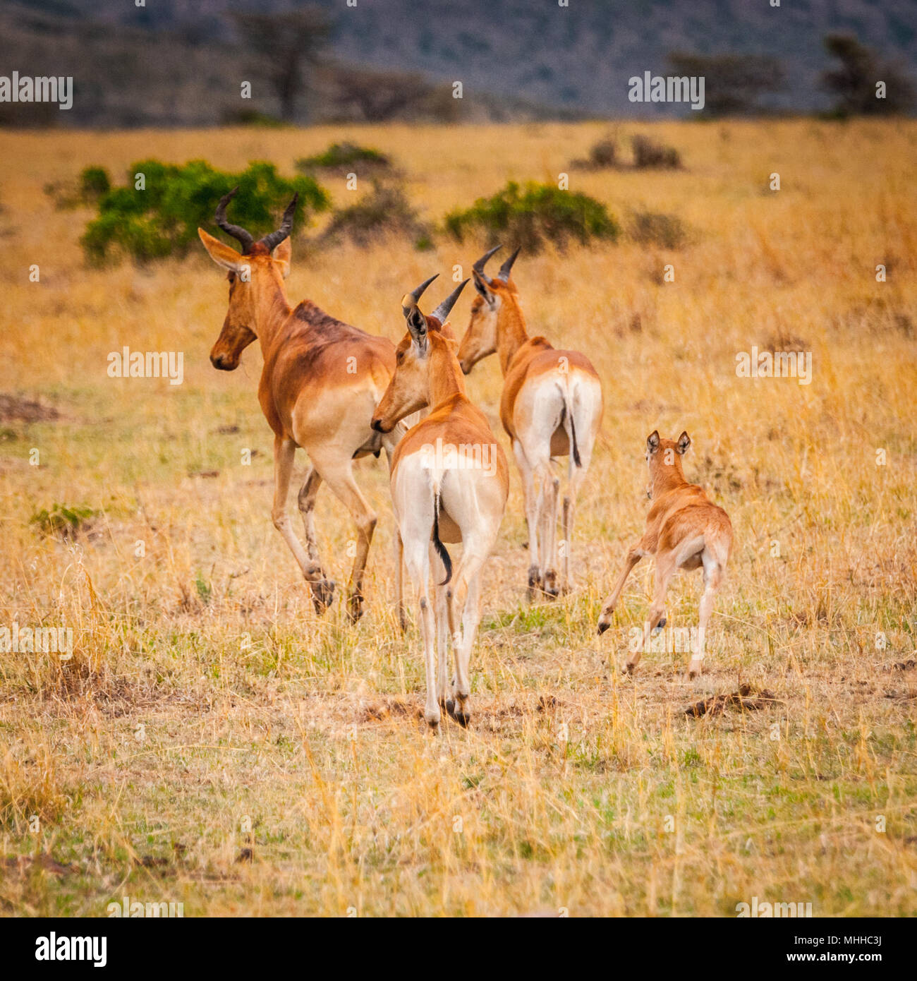 Antelopes in Kenya, Africa Stock Photo - Alamy