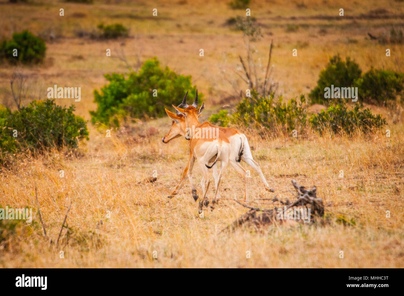 Antelopes in Kenya, Africa Stock Photo - Alamy