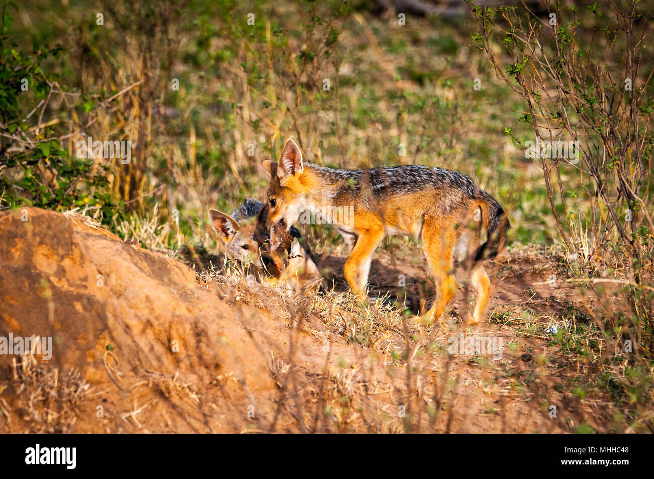 Fox in Kenya, Africa Stock Photo - Alamy