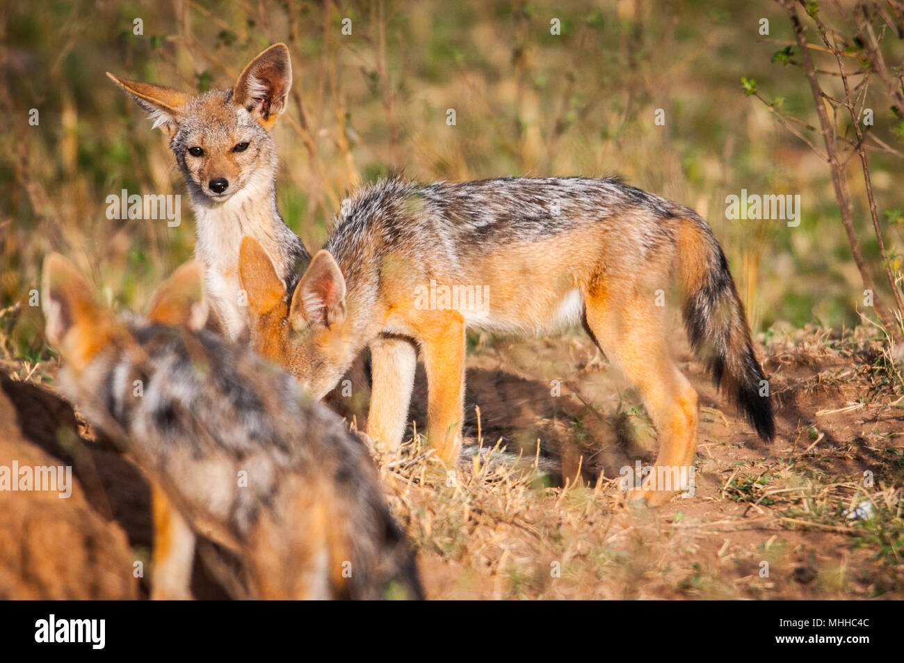 Fox in Kenya, Africa Stock Photo - Alamy