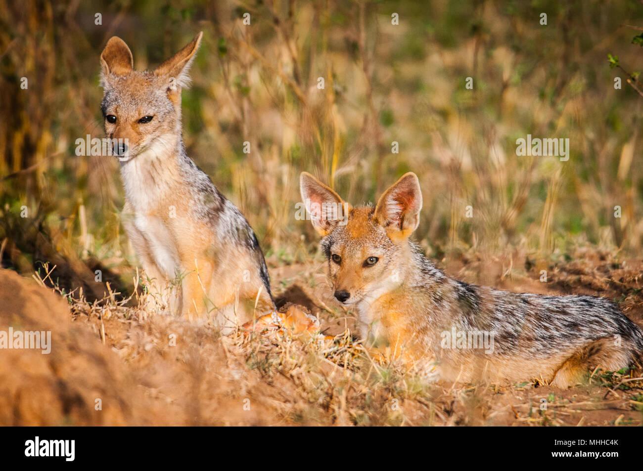 Fox in Kenya, Africa Stock Photo - Alamy