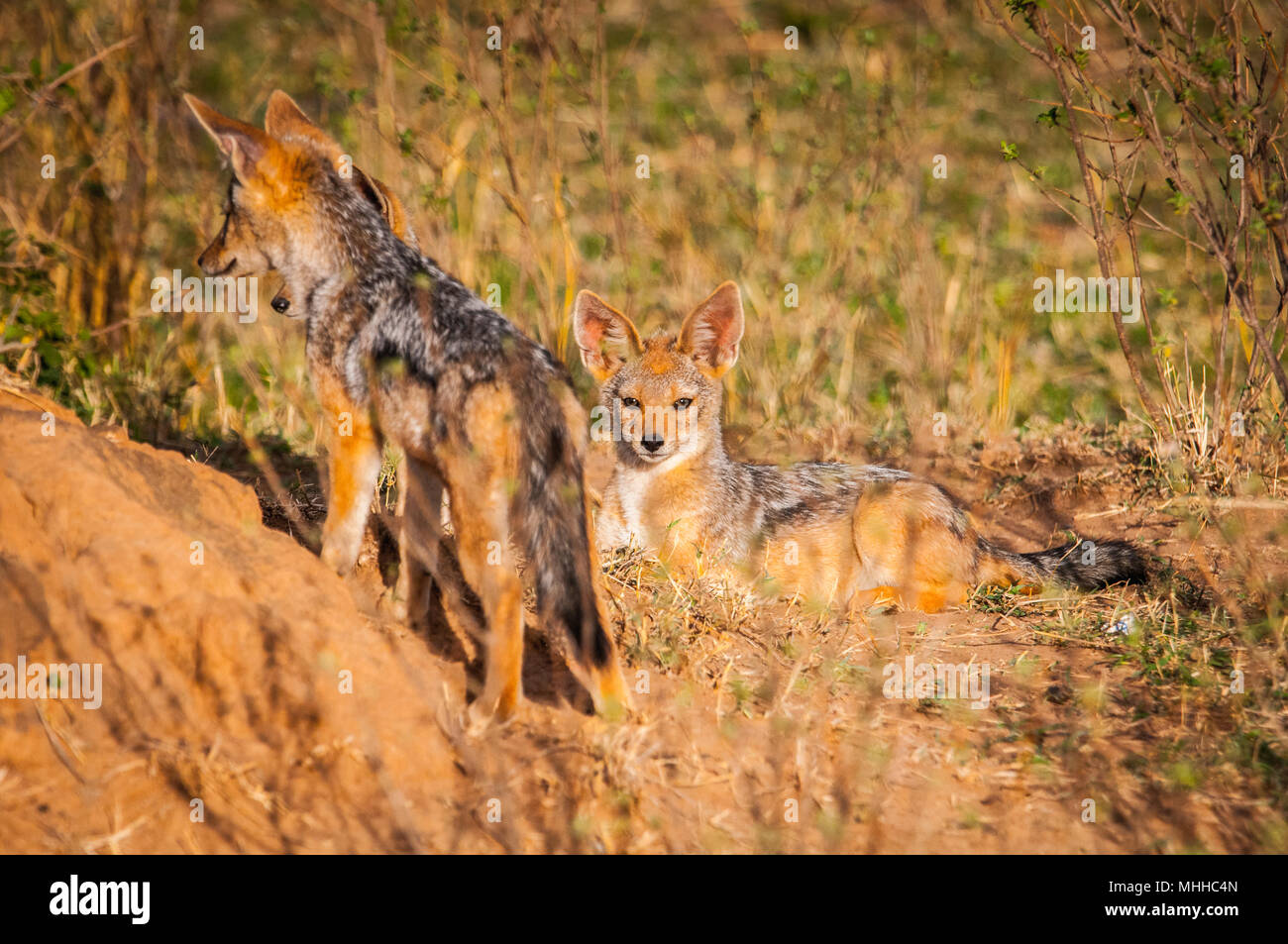 Fox in Kenya, Africa Stock Photo - Alamy