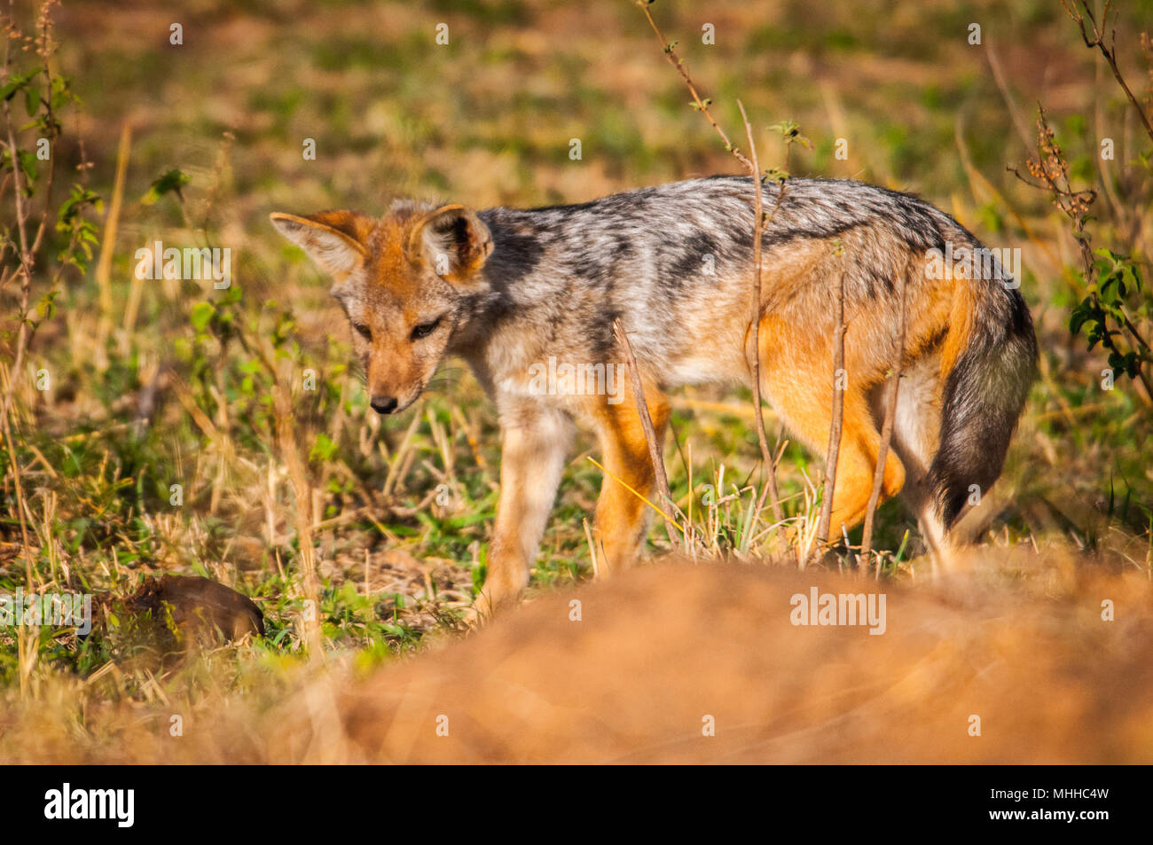 Fox in Kenya, Africa Stock Photo - Alamy
