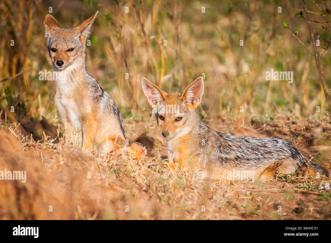 Fox in Kenya, Africa Stock Photo - Alamy