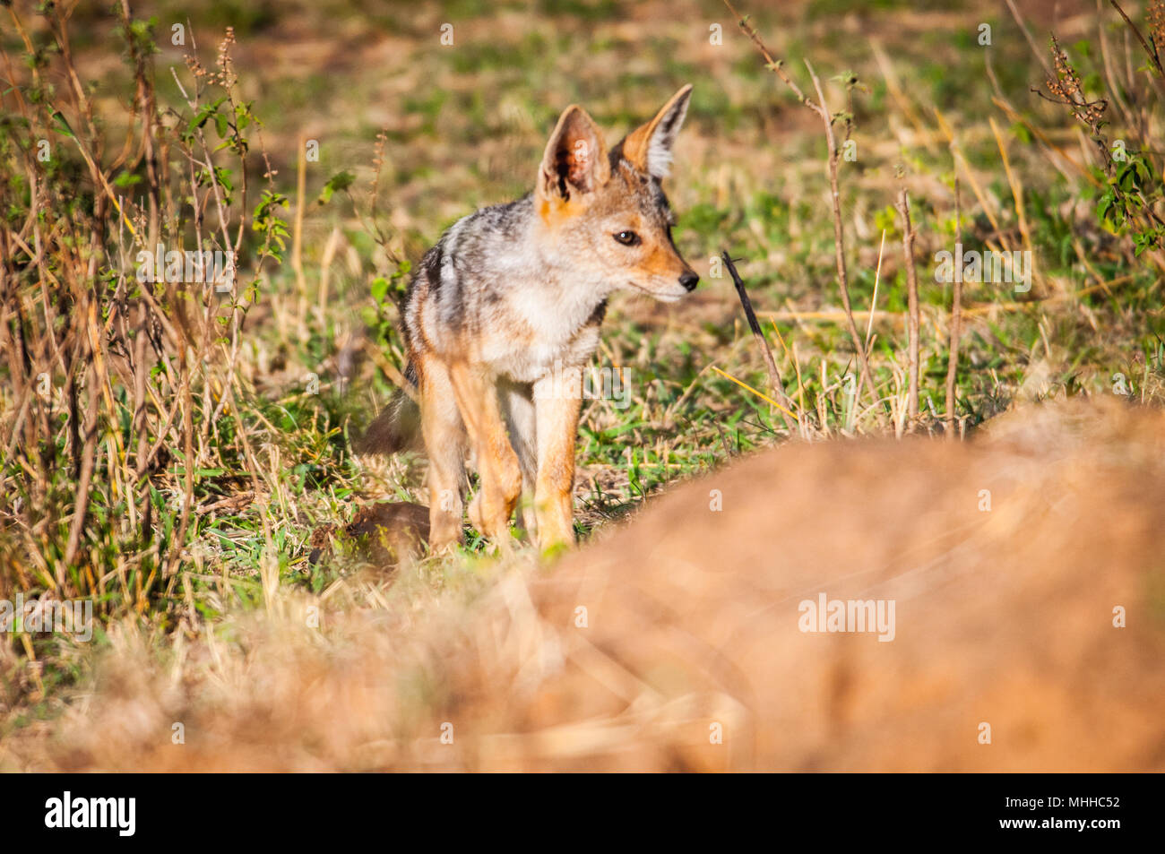 Fox in Kenya, Africa Stock Photo - Alamy
