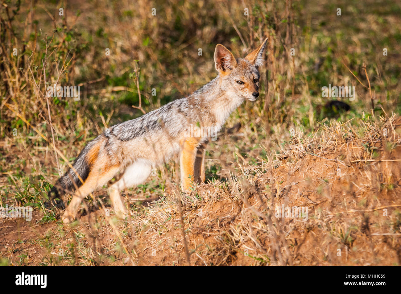 Fox in Kenya, Africa Stock Photo - Alamy