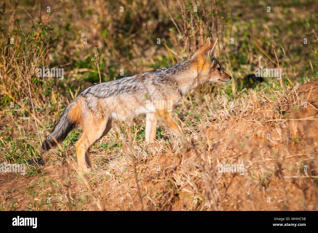 Fox in Kenya, Africa Stock Photo - Alamy