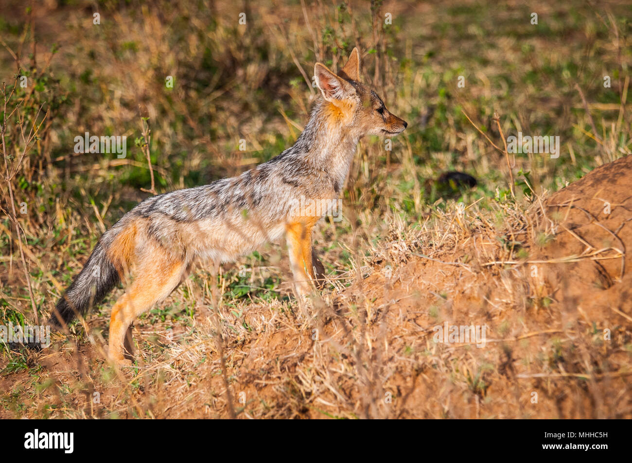Fox in Kenya, Africa Stock Photo - Alamy
