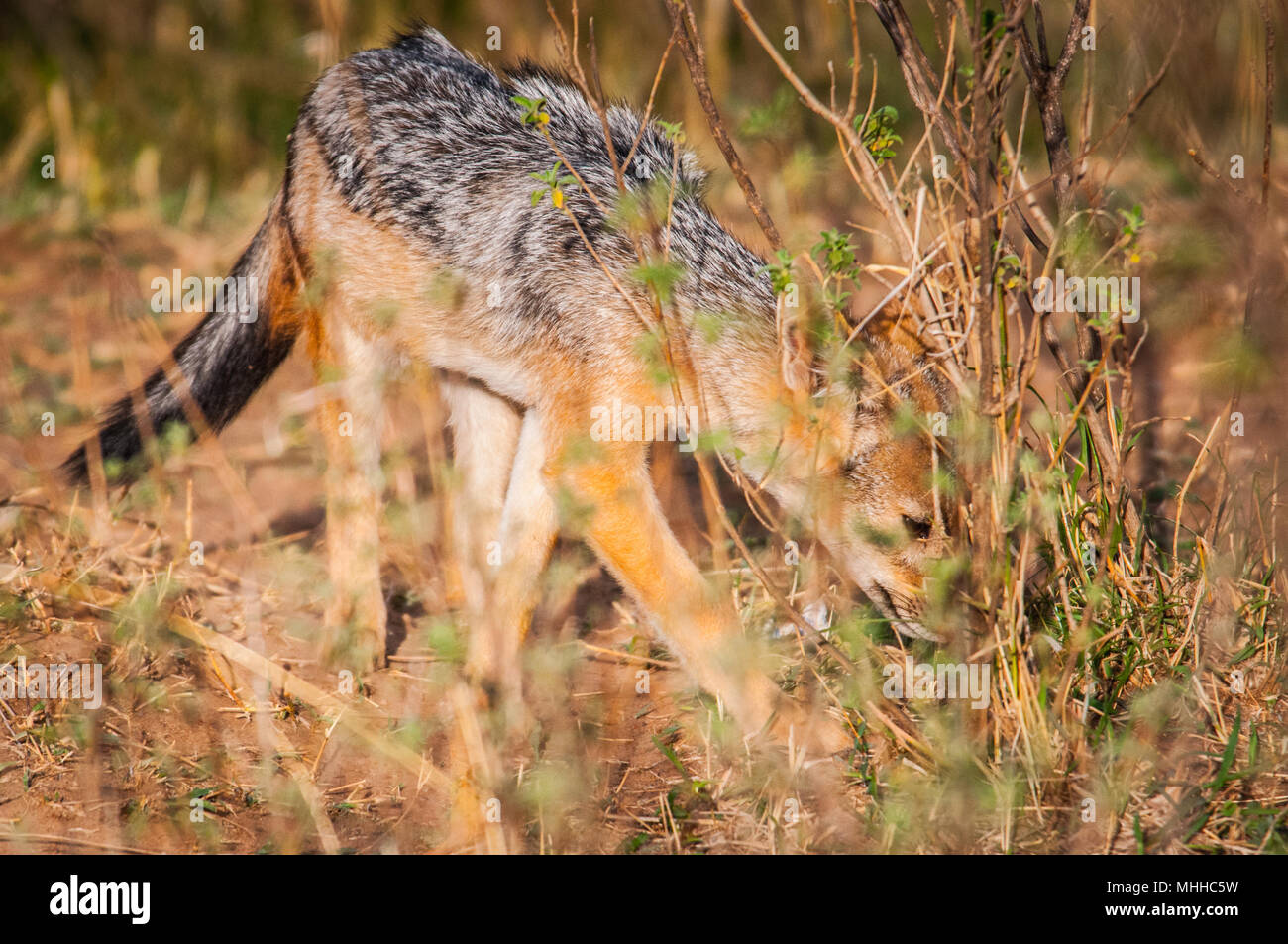 Fox in Kenya, Africa Stock Photo - Alamy