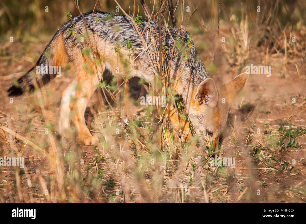 Fox in Kenya, Africa Stock Photo - Alamy