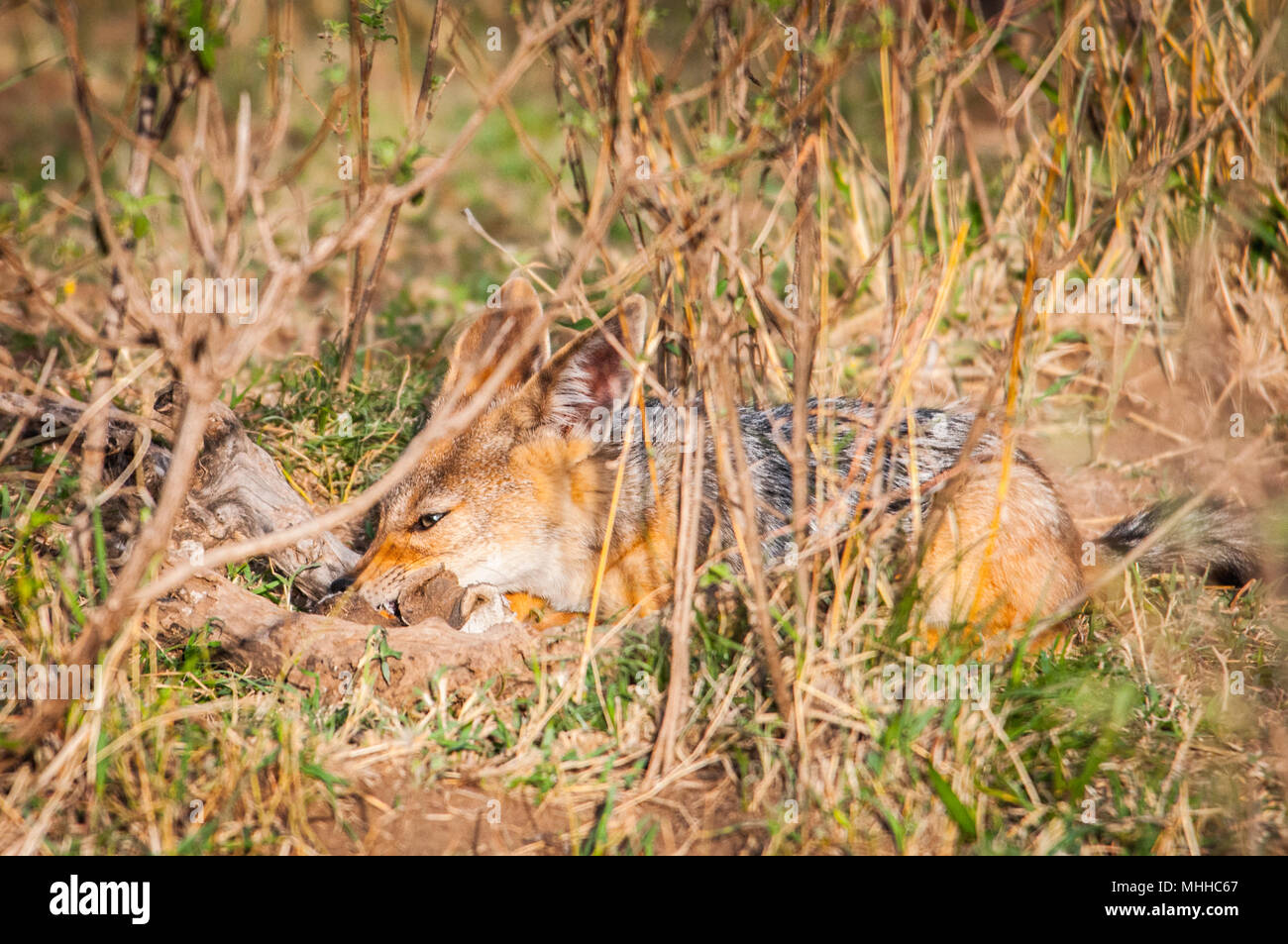 Fox in Kenya, Africa Stock Photo - Alamy