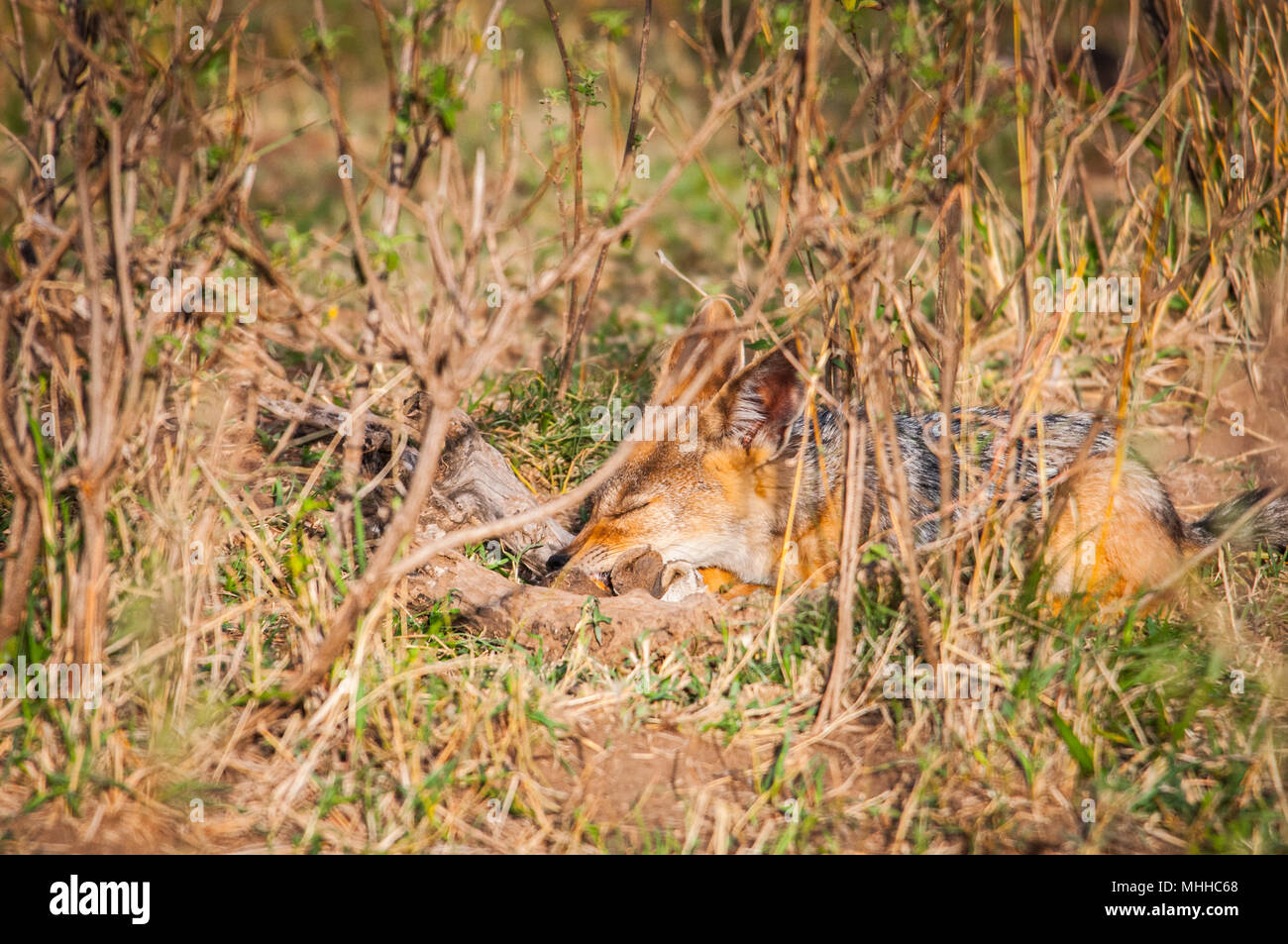 African little fox hi-res stock photography and images - Alamy