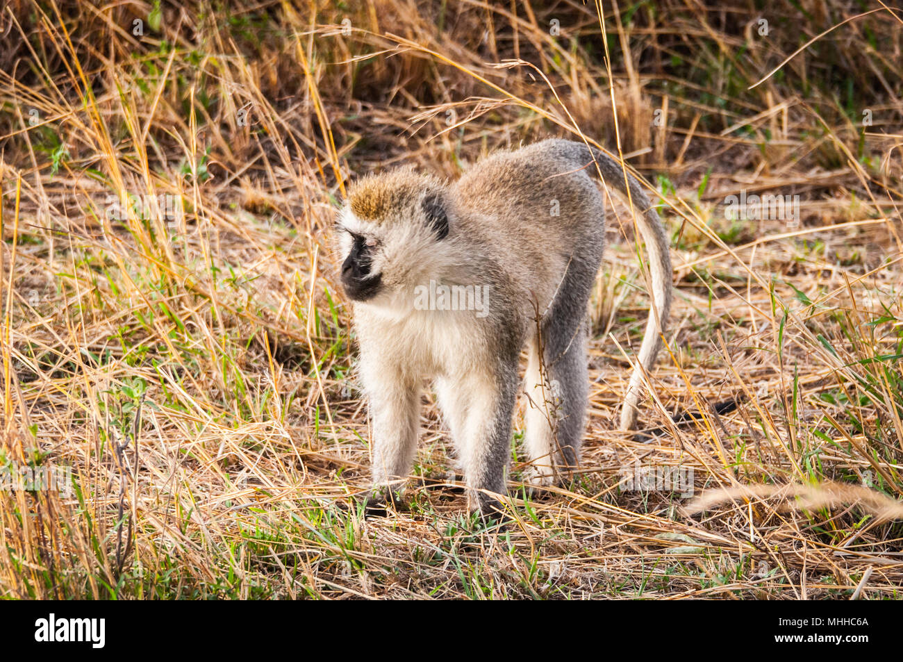 Monkey in Kenya, Africa Stock Photo - Alamy