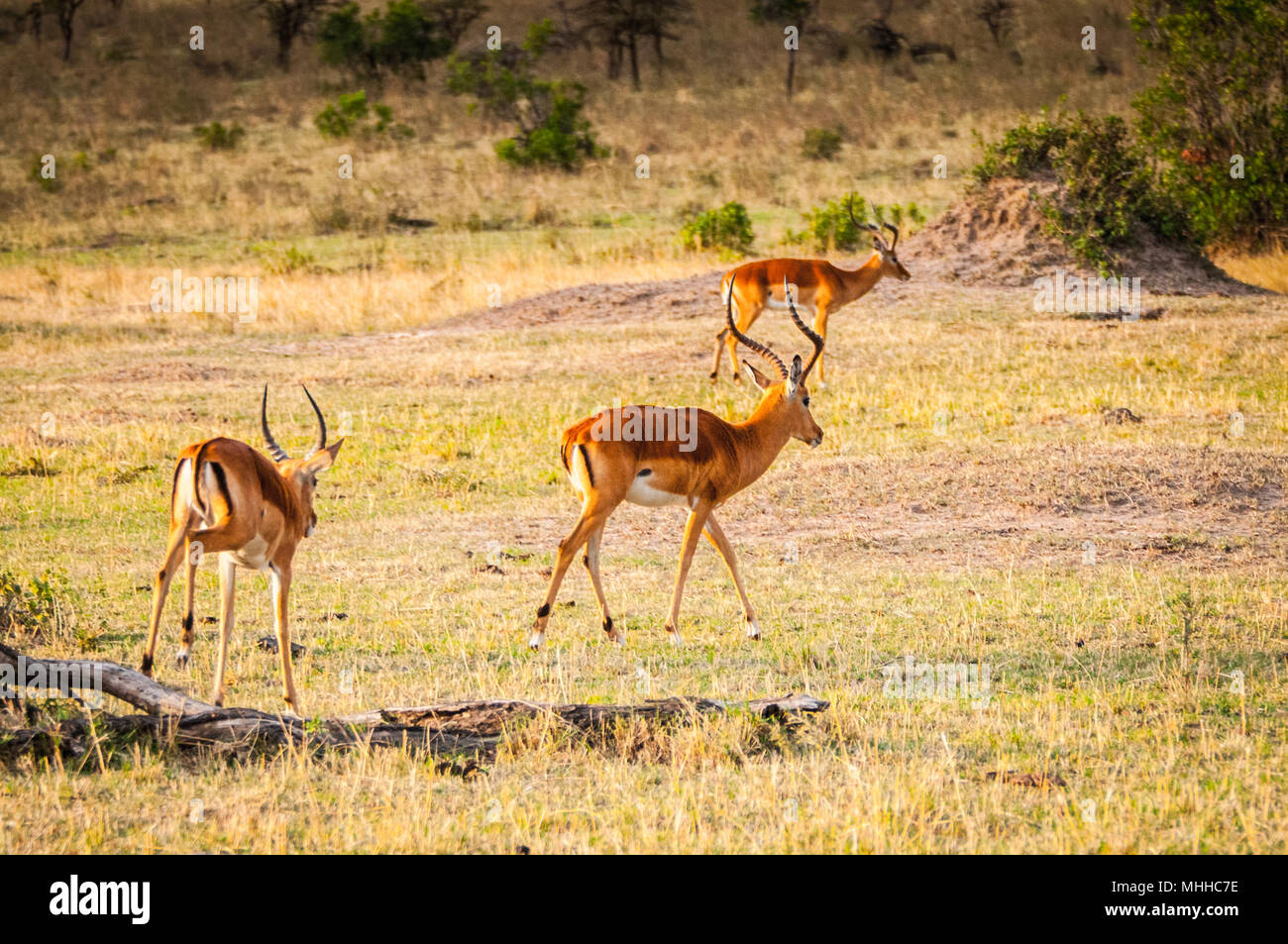 Antelopes in Kenya, Africa Stock Photo - Alamy