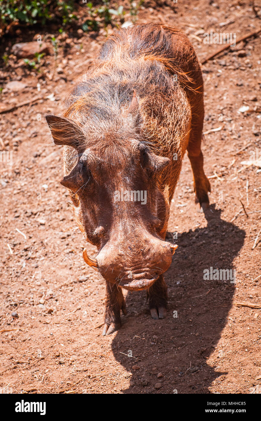 Wild hog in Kenya, Africa Stock Photo - Alamy