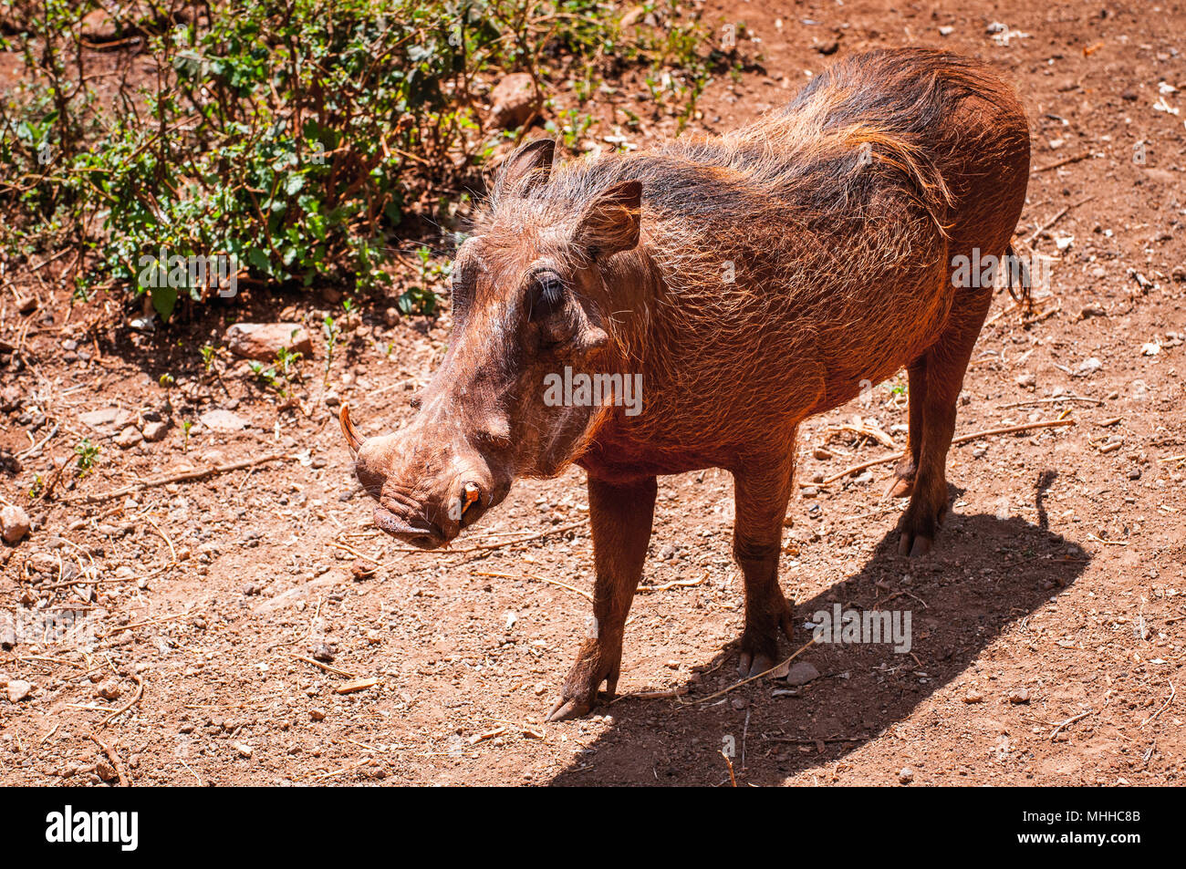 Pumbaa High Resolution Stock Photography and Images - Alamy
