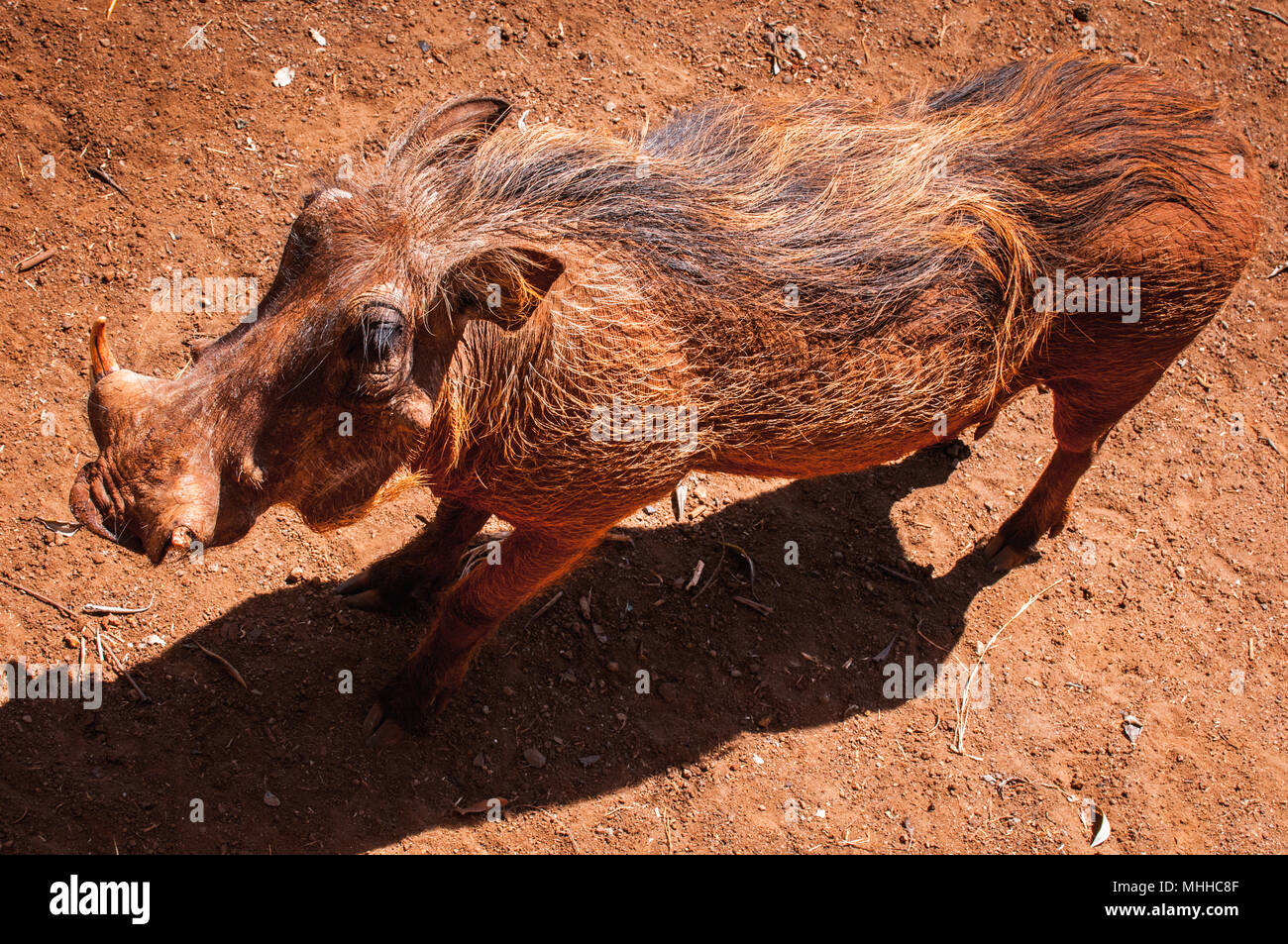 Wild hog in Kenya, Africa Stock Photo - Alamy