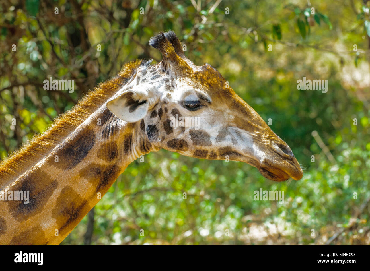 Sad giraffe hi-res stock photography and images - Alamy