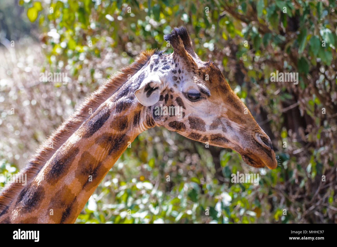 Sad giraffe hi-res stock photography and images - Alamy