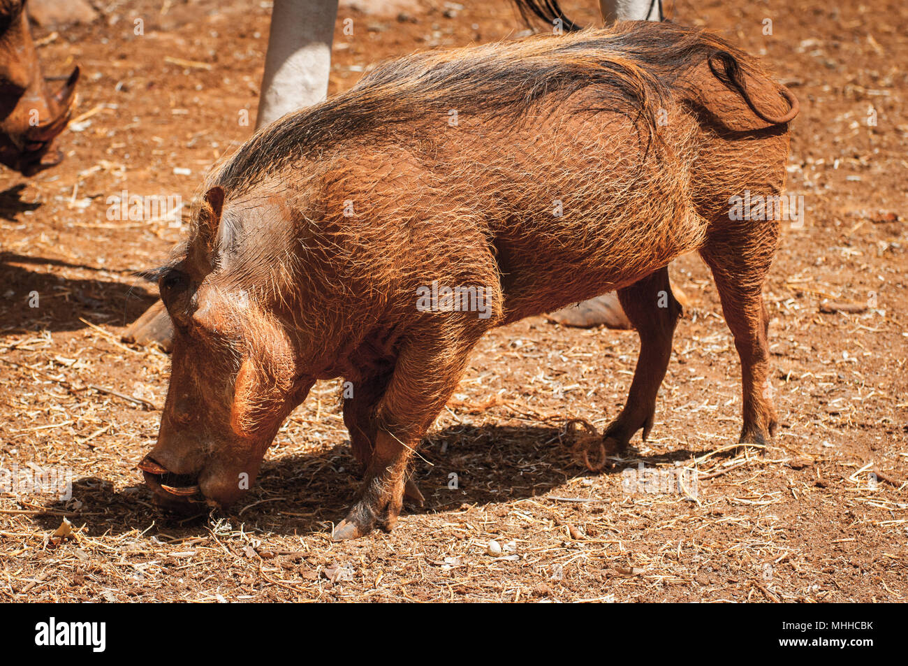Wild hog in Kenya, Africa Stock Photo - Alamy