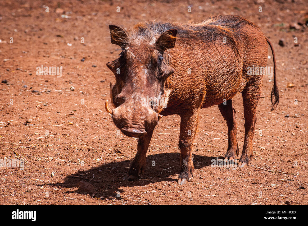 Horned boar hi-res stock photography and images - Alamy