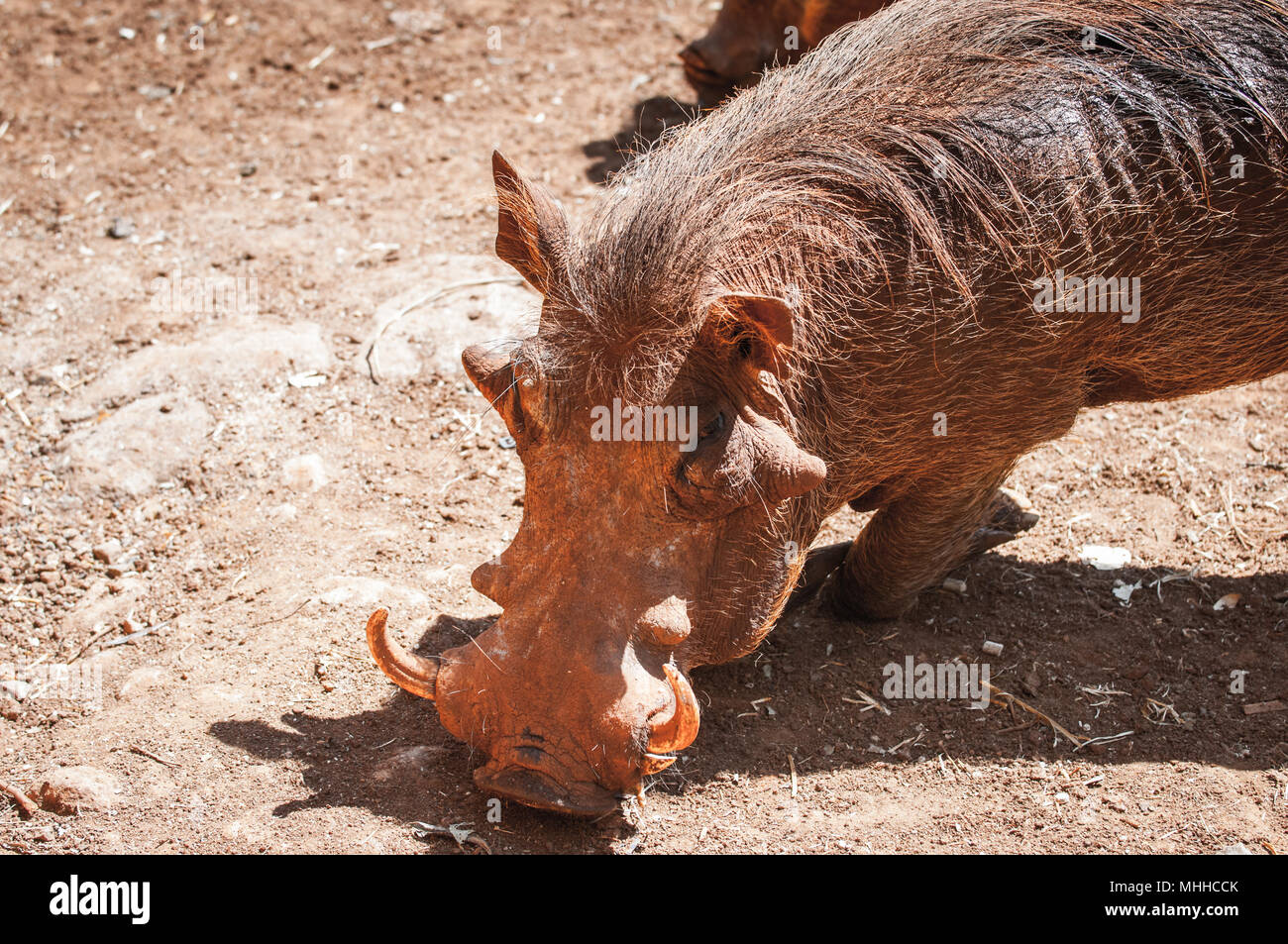 Wild hog in Kenya, Africa Stock Photo - Alamy