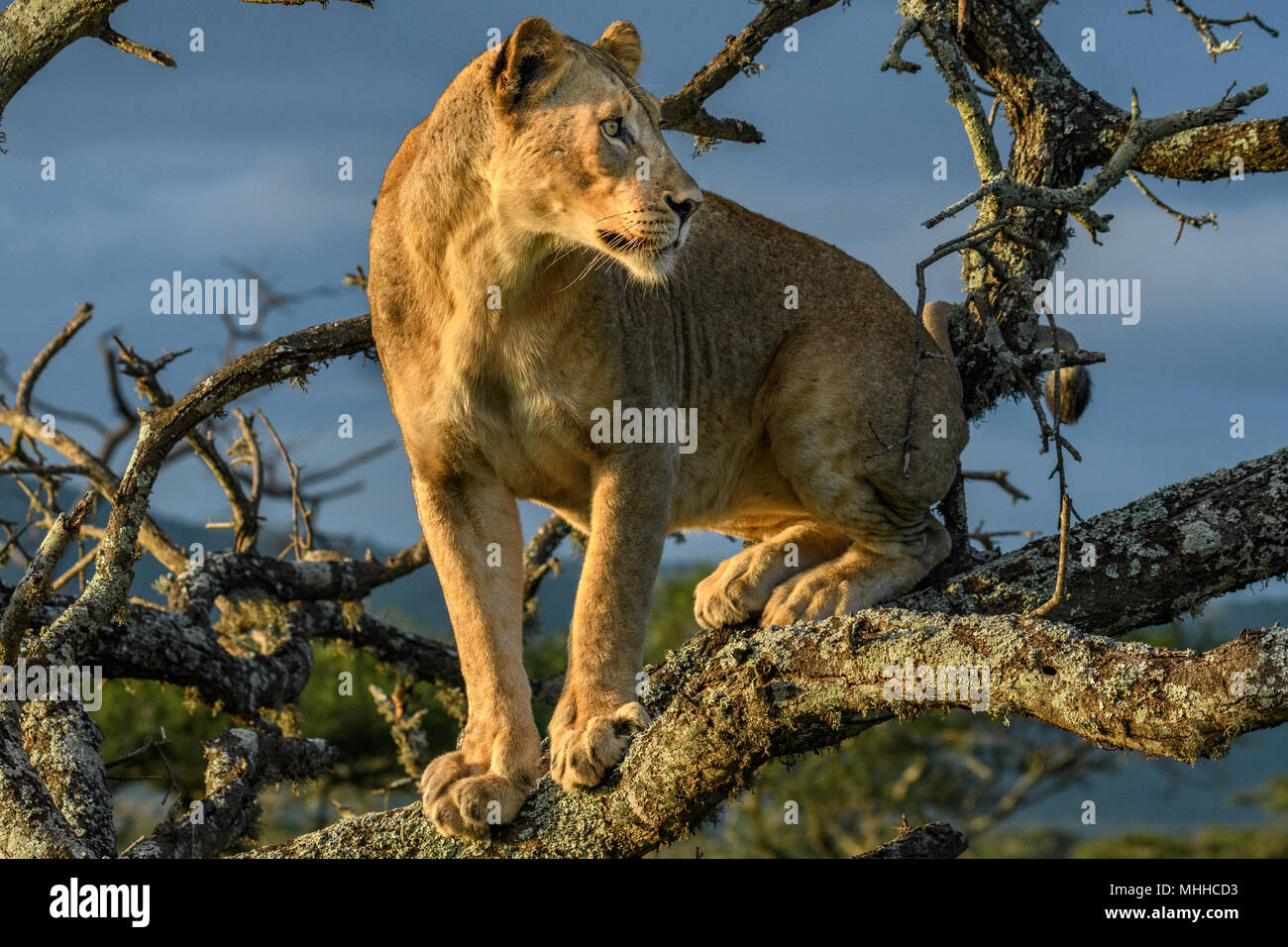 Lioness (Panthera Leo) tree climbers of southern Africa Stock Photo - Alamy