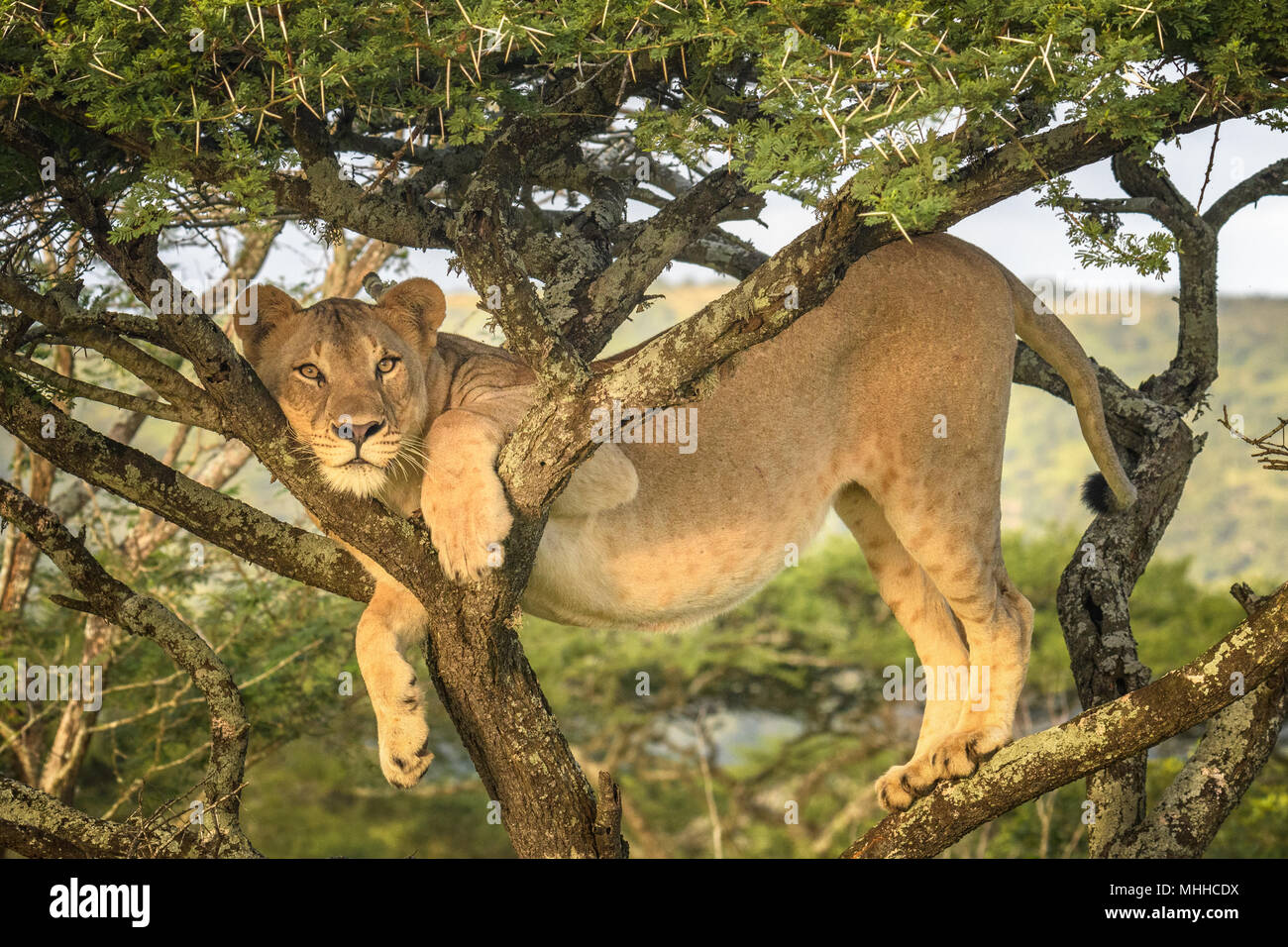 Lioness (Panthera Leo) tree climbers of southern Africa Stock Photo - Alamy