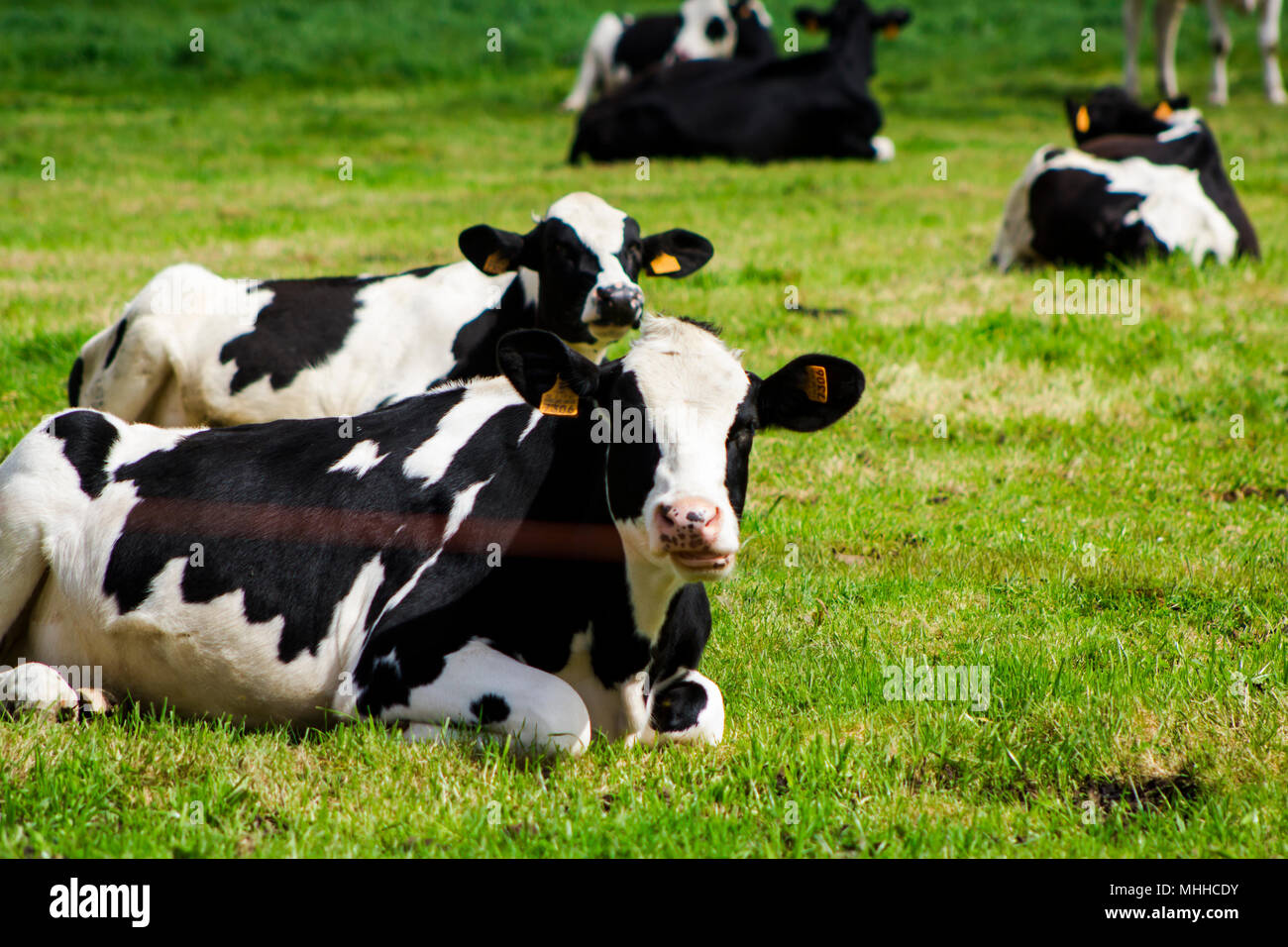 Cows resting hi-res stock photography and images - Alamy
