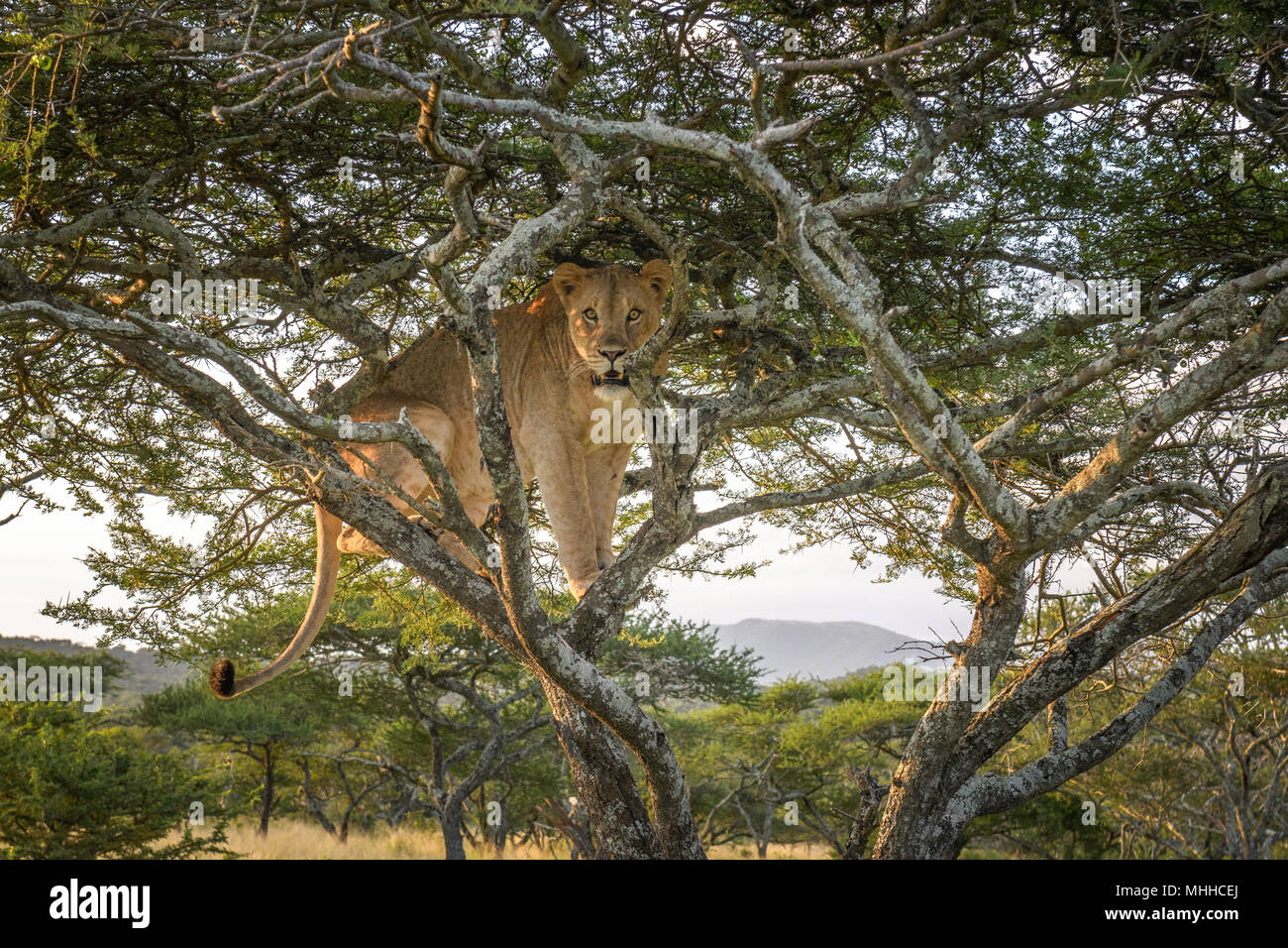 Lioness (Panthera Leo) tree climbers of southern Africa Stock Photo - Alamy