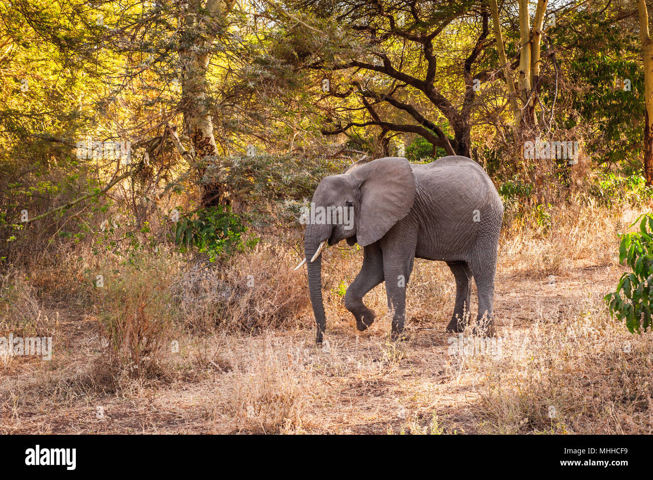 African elephant in Kenya Stock Photo - Alamy