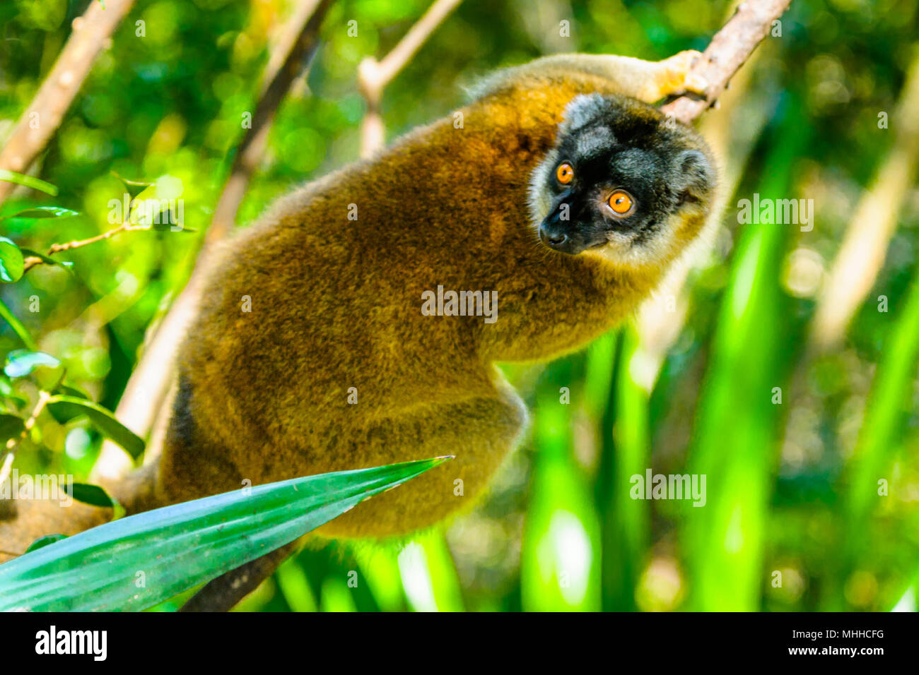 Red collared brown lemur red collared lemur hi-res stock photography ...