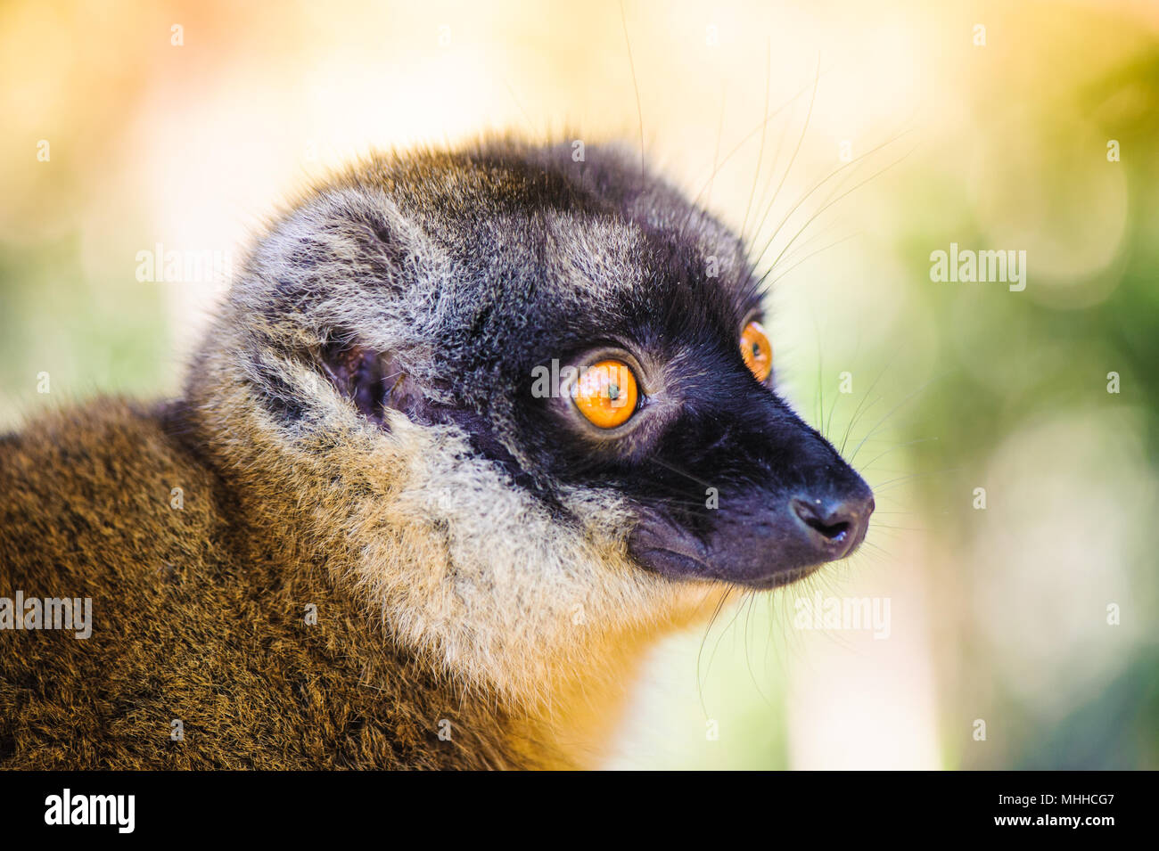Сollared brown lemur (Eulemur collaris), also known as the red-collared brown lemur or red ...