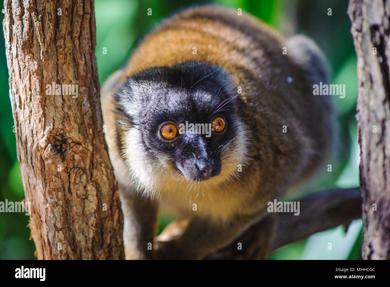 Beautiful lemur holds a tree Stock Photo - Alamy