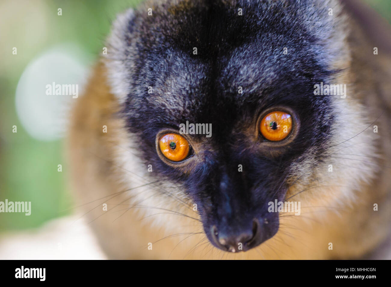 Scared look of lemur from Madagascar Stock Photo - Alamy