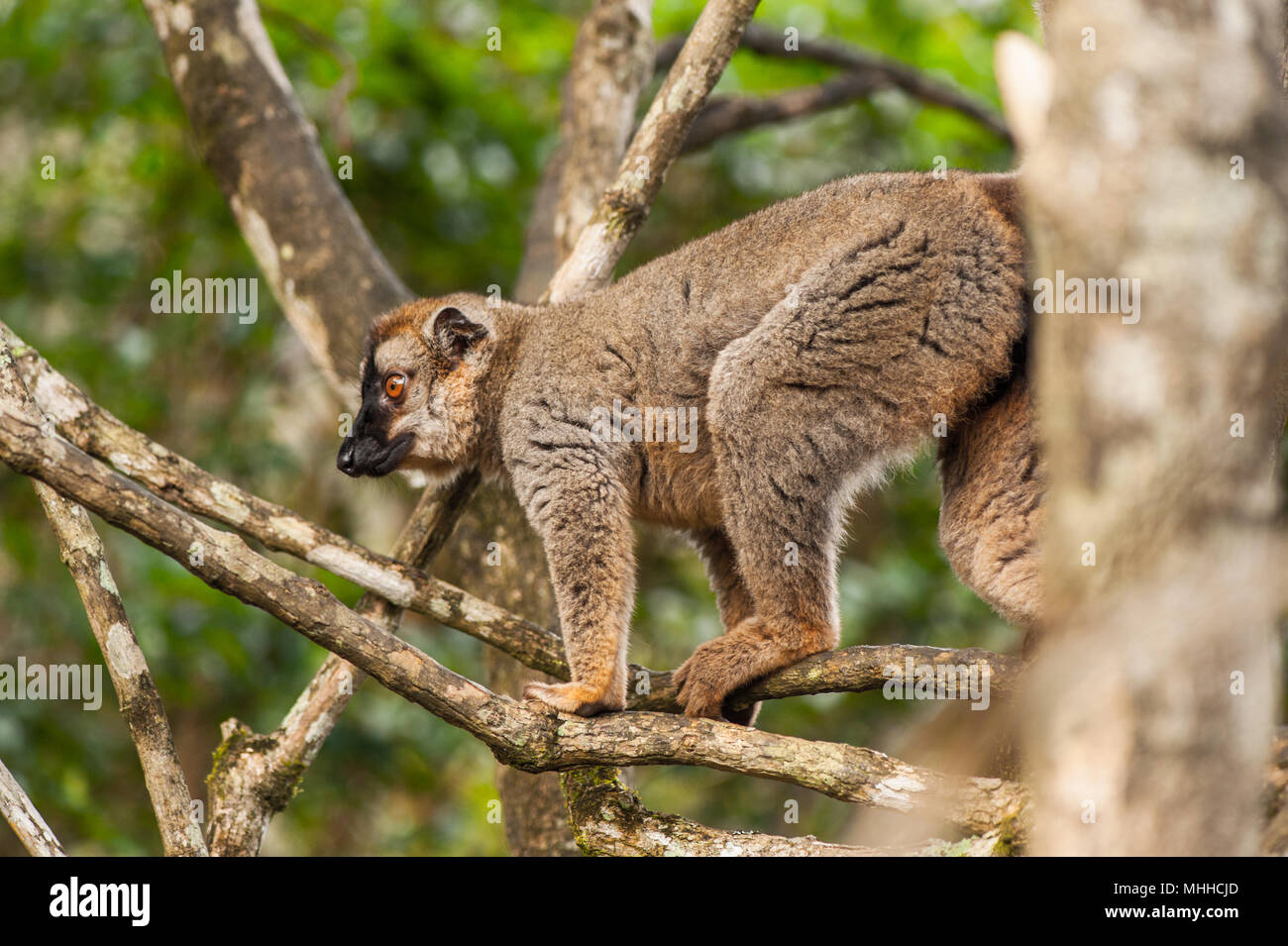 Lemur tree jump hi-res stock photography and images - Alamy