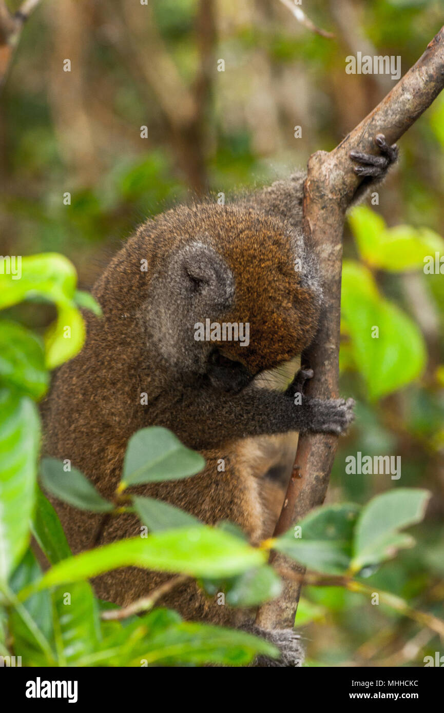 Lemur on a tree in Madagascar Stock Photo - Alamy