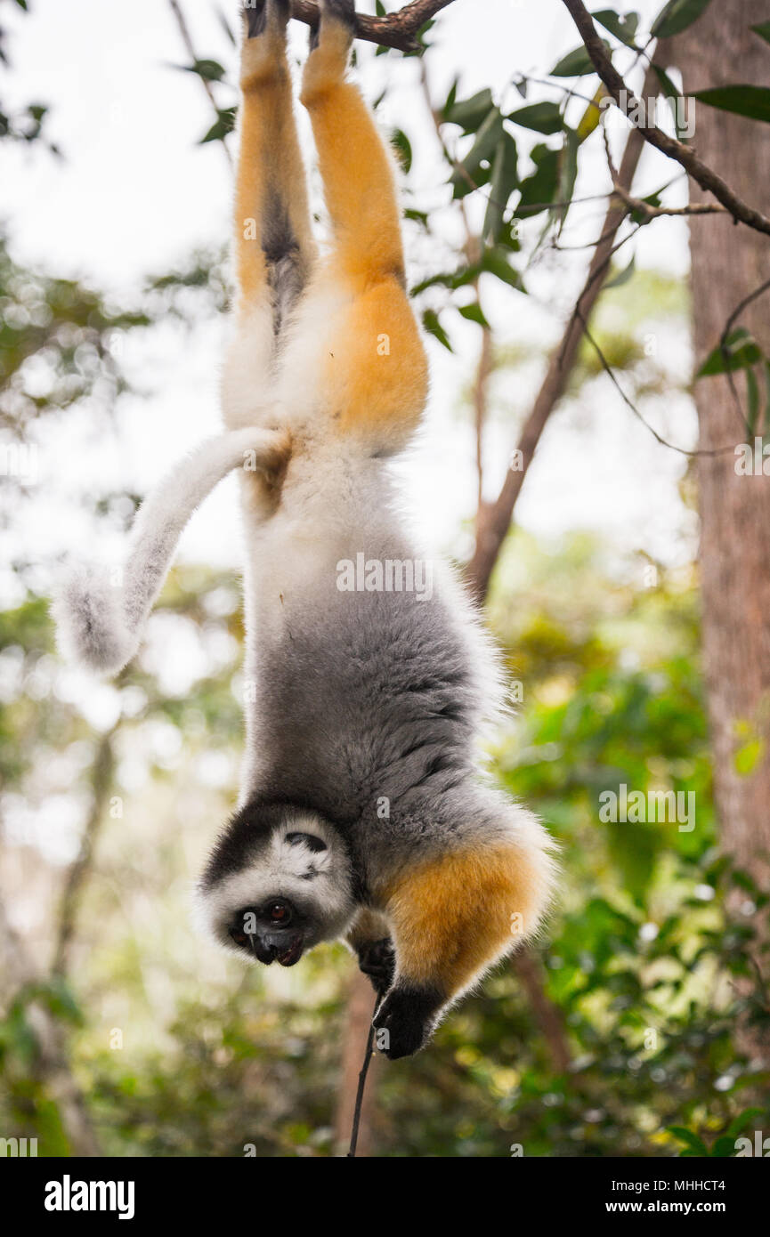 Lemur hanging on a branch of a tree in Madagascar Stock Photo - Alamy